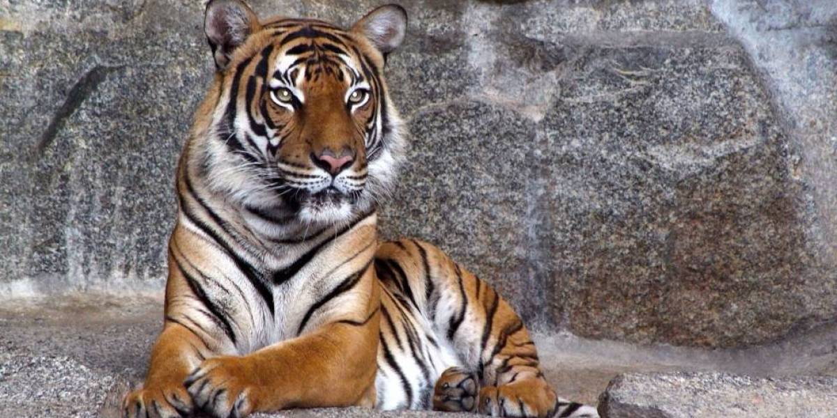 Impactante: captan momento exacto en que tigre se come vivo a cuidador ...