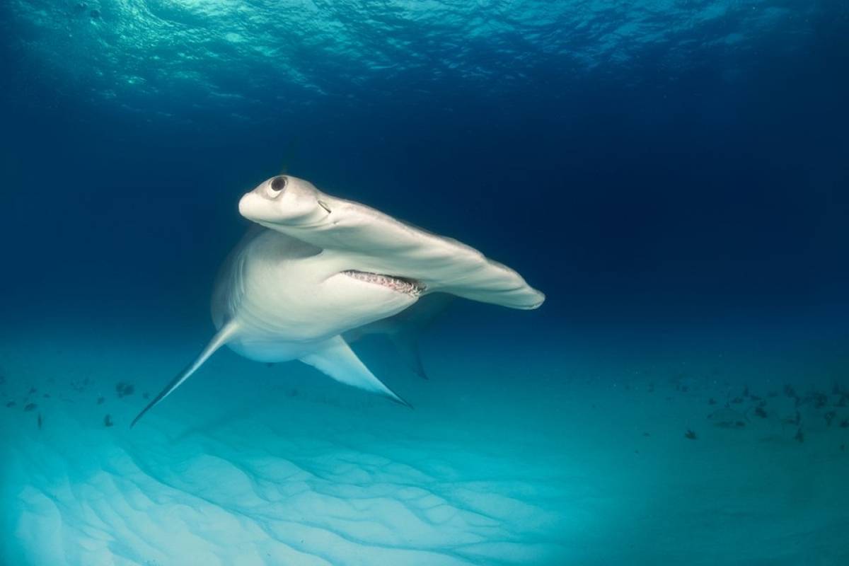 Científicos descubren tiburones viviendo en el cráter de un volcán | Metro