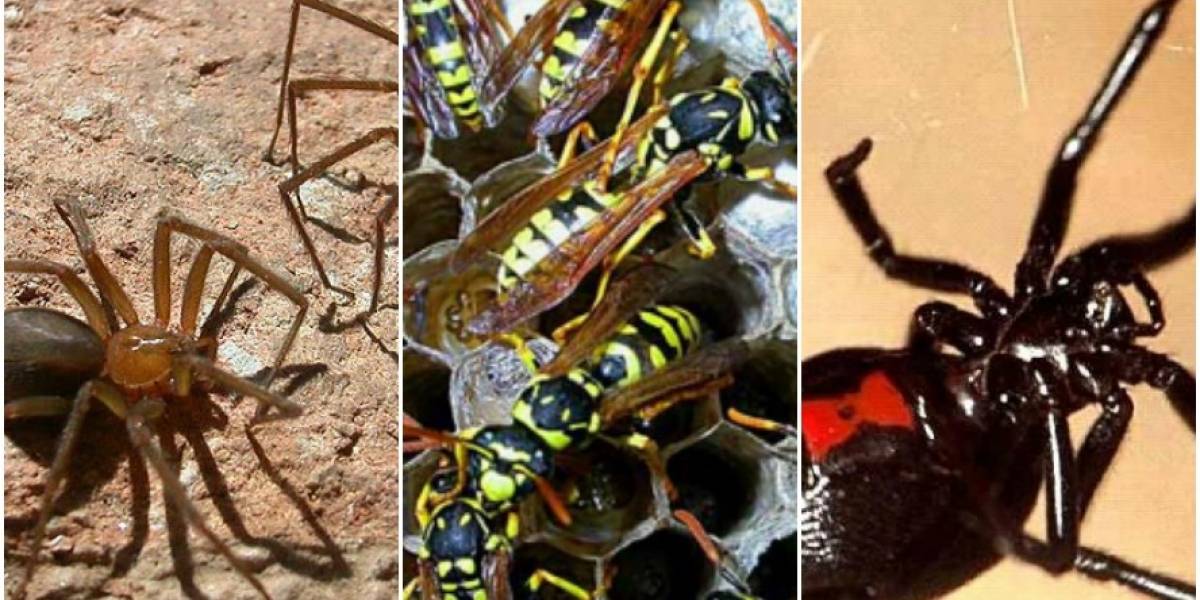 Los insectos venenosos con los que hay que tener mayor precaución ...