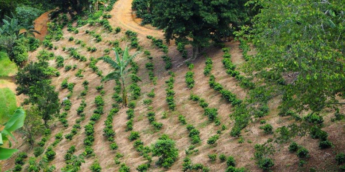 Nuevas semillas rumbo a salvar la industria del café en Puerto Rico | Metro