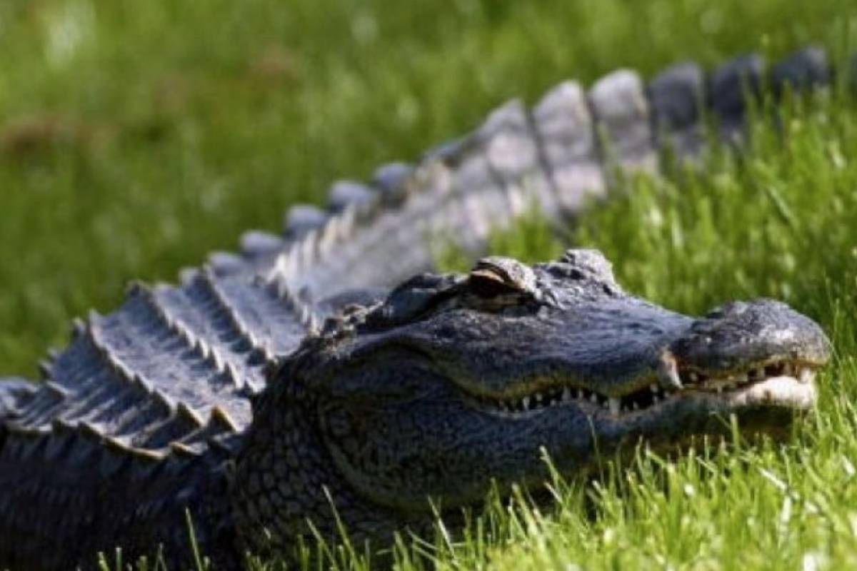 Arrestan hermanos y les ocupan dos caimanes pequeños en Santurce | Metro