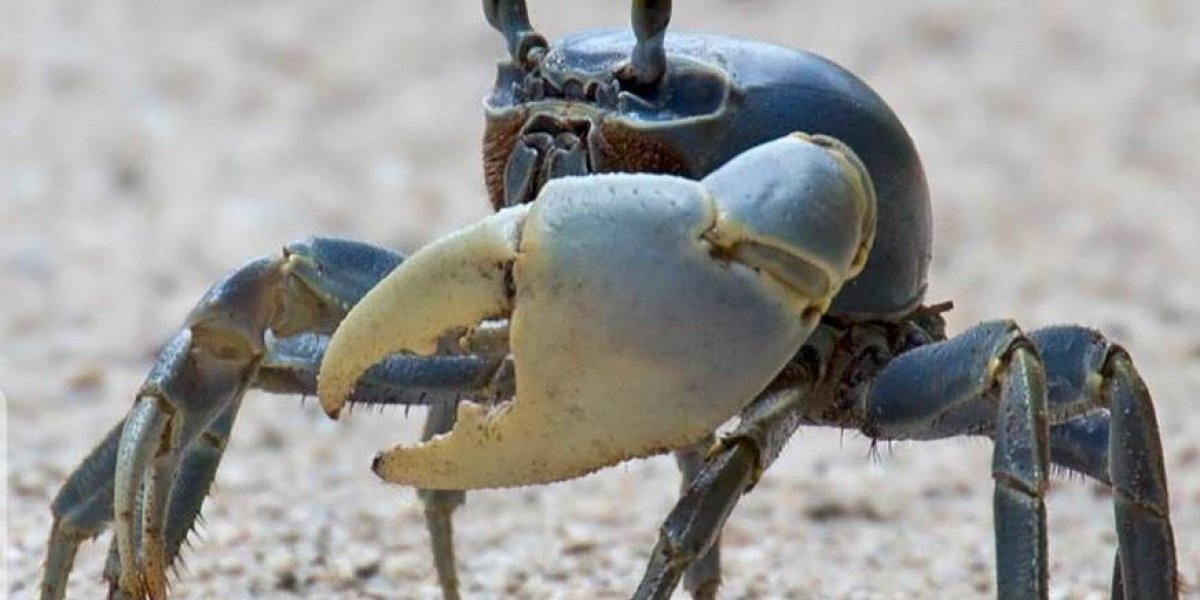 Inicia veda del juey en Puerto Rico | Metro