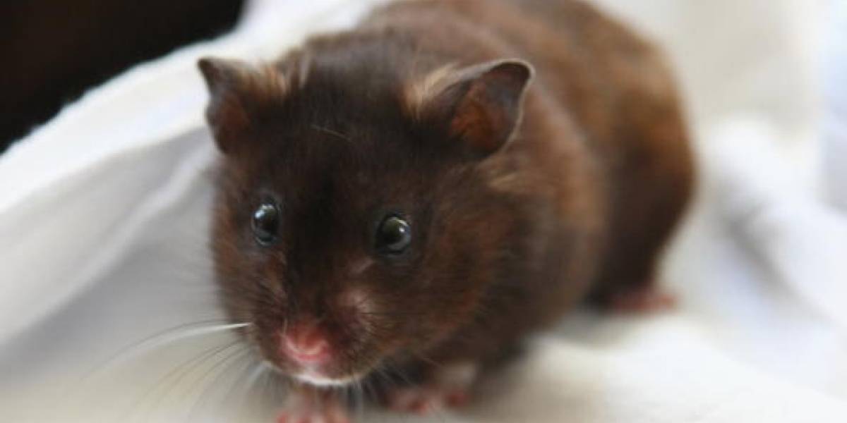 ¿Te has preguntado cómo bosteza un hámster?: Tuitero provocó espanto en ...