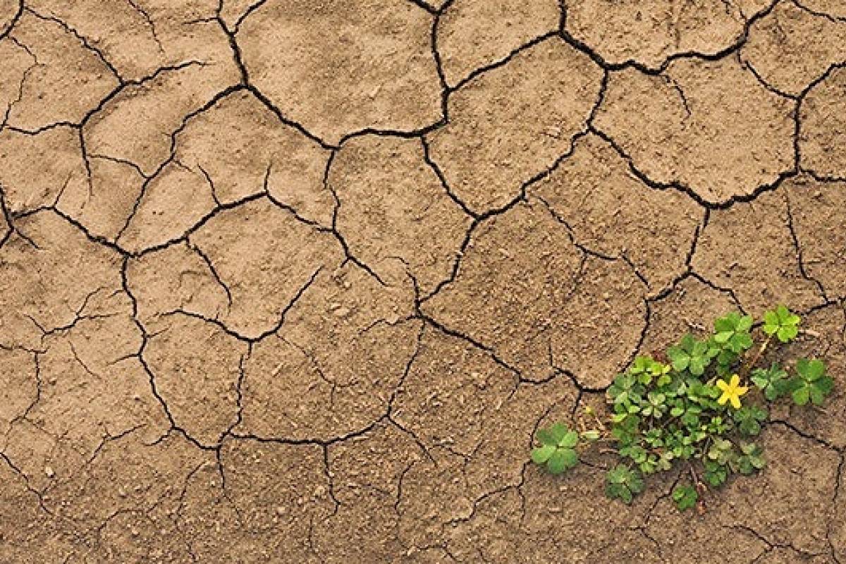 Lluvia no ocasiona cambios en el panorama de sequía