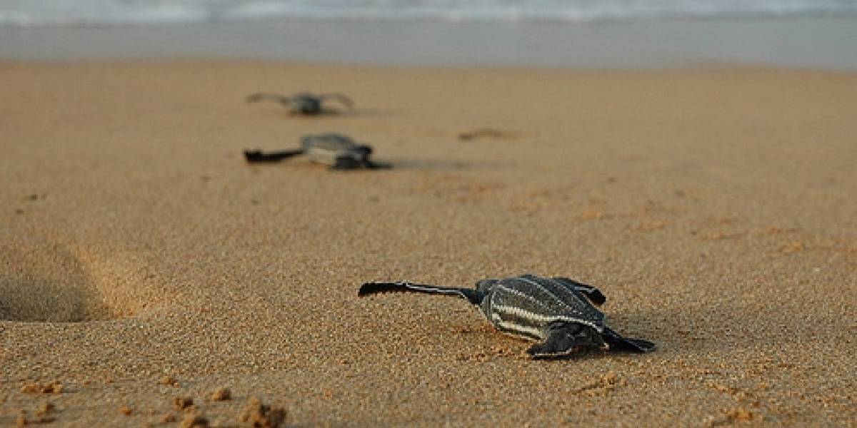 Celebran récord de nidos de tinglar en área metropolitana
