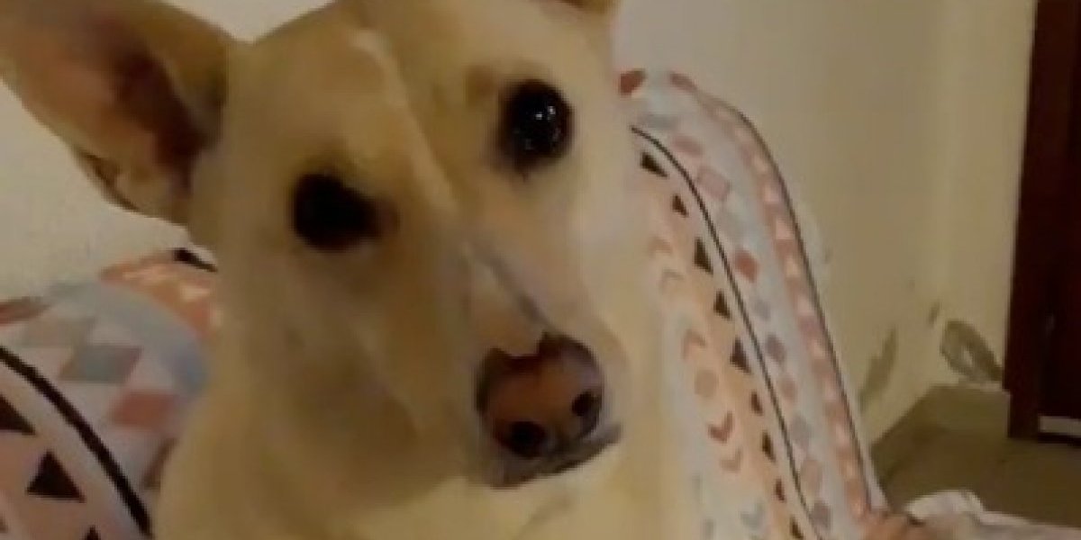 Perrito tratando de entender las preguntas de su dueño se roba el ...