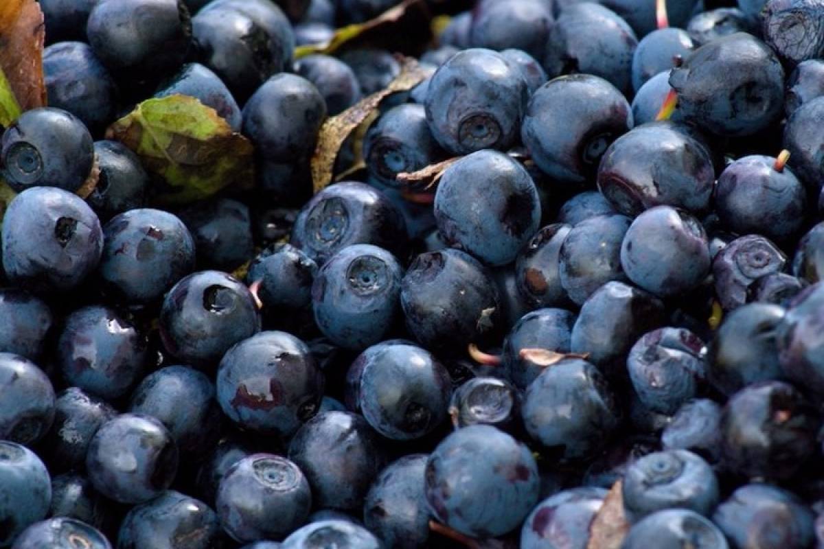 ¿Te gustan los arándanos? Entérate de sus beneficios | Nueva Mujer