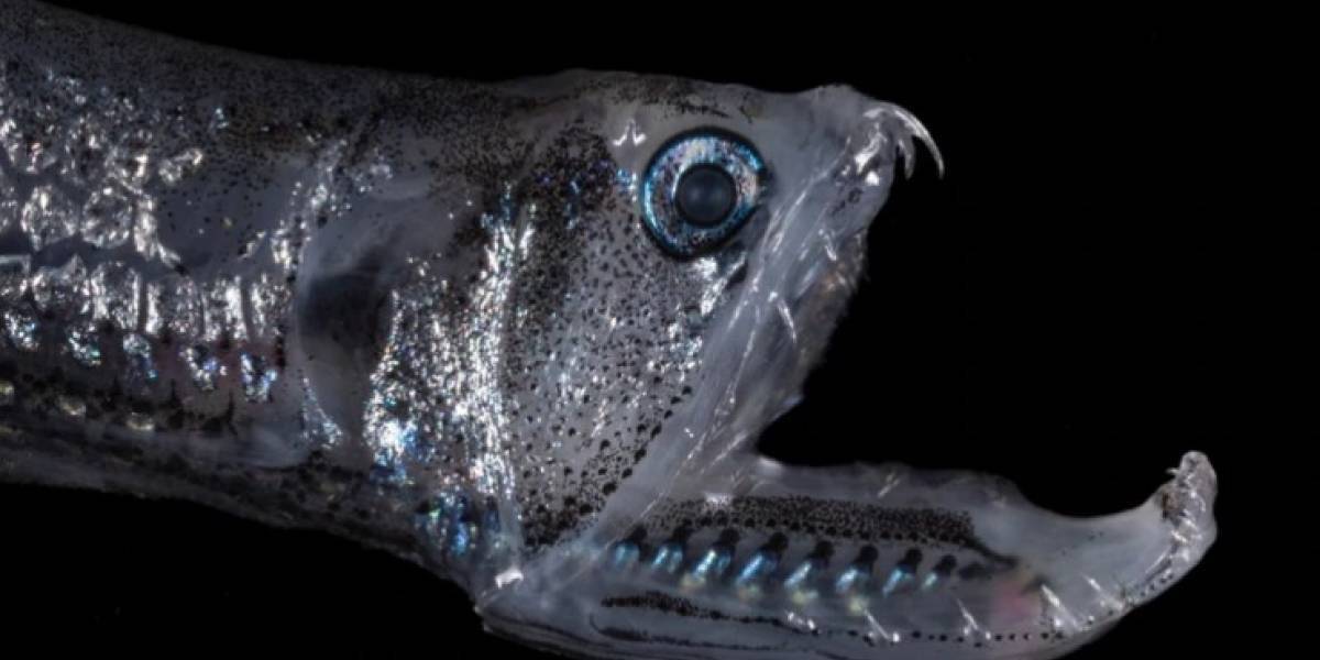 MUNDO: Los misteriosos peces linterna que habitan en el fondo del ...
