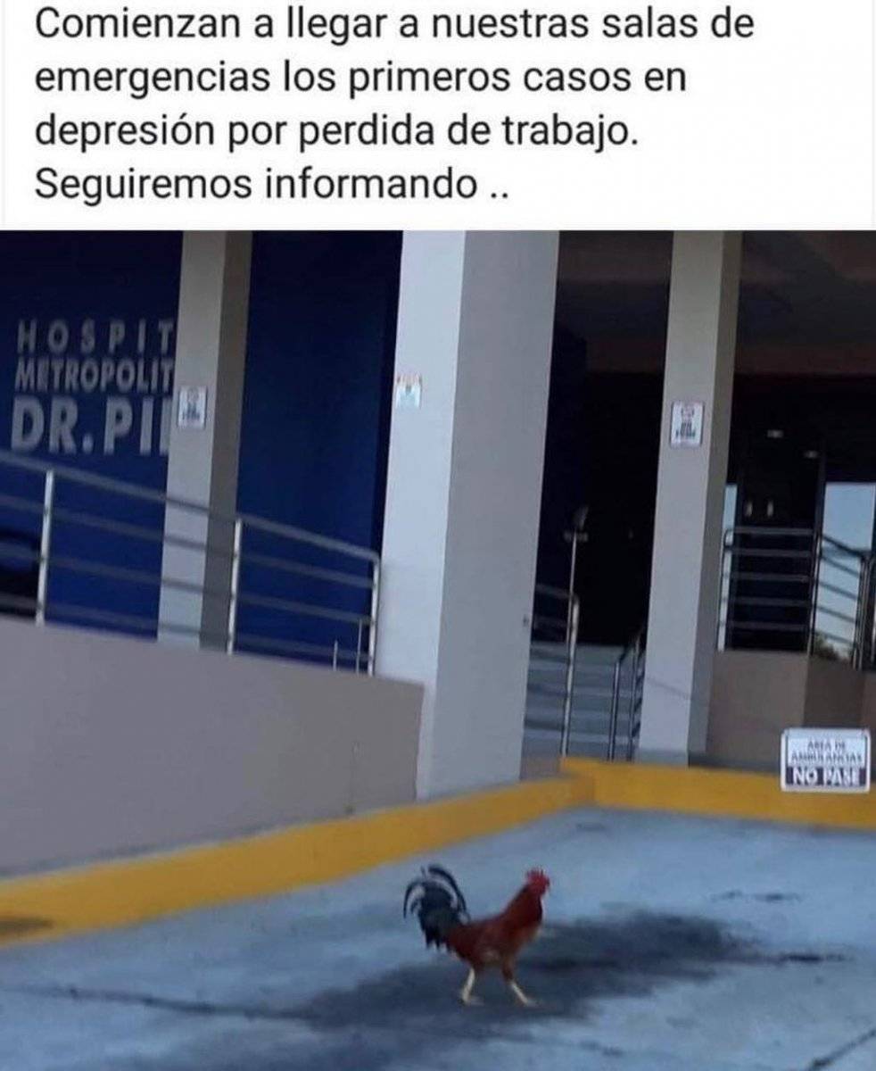 Los mejores memes a la prohibición de peleas de gallo | Metro