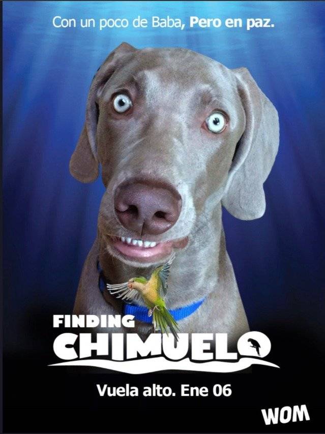 Chimuelo: Memes y canciones creadas gracias a partir de esta tendencia ...