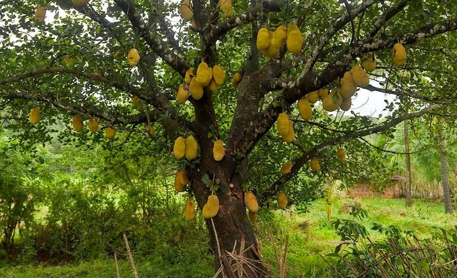 Yaca, el manjar que huele y sabe a plátano, dice AMLO | Publimetro México