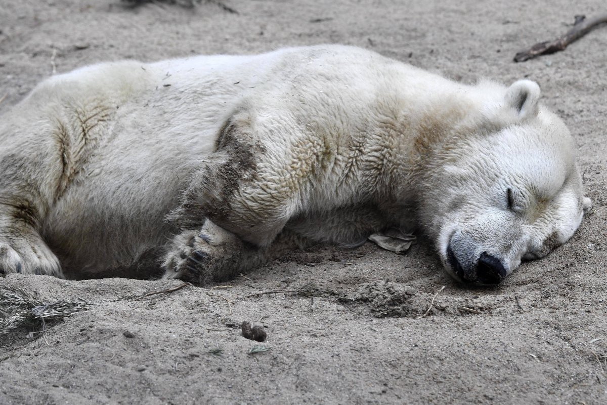 Declaran estado de emergencia: osos polares huyen del cambio climático ...