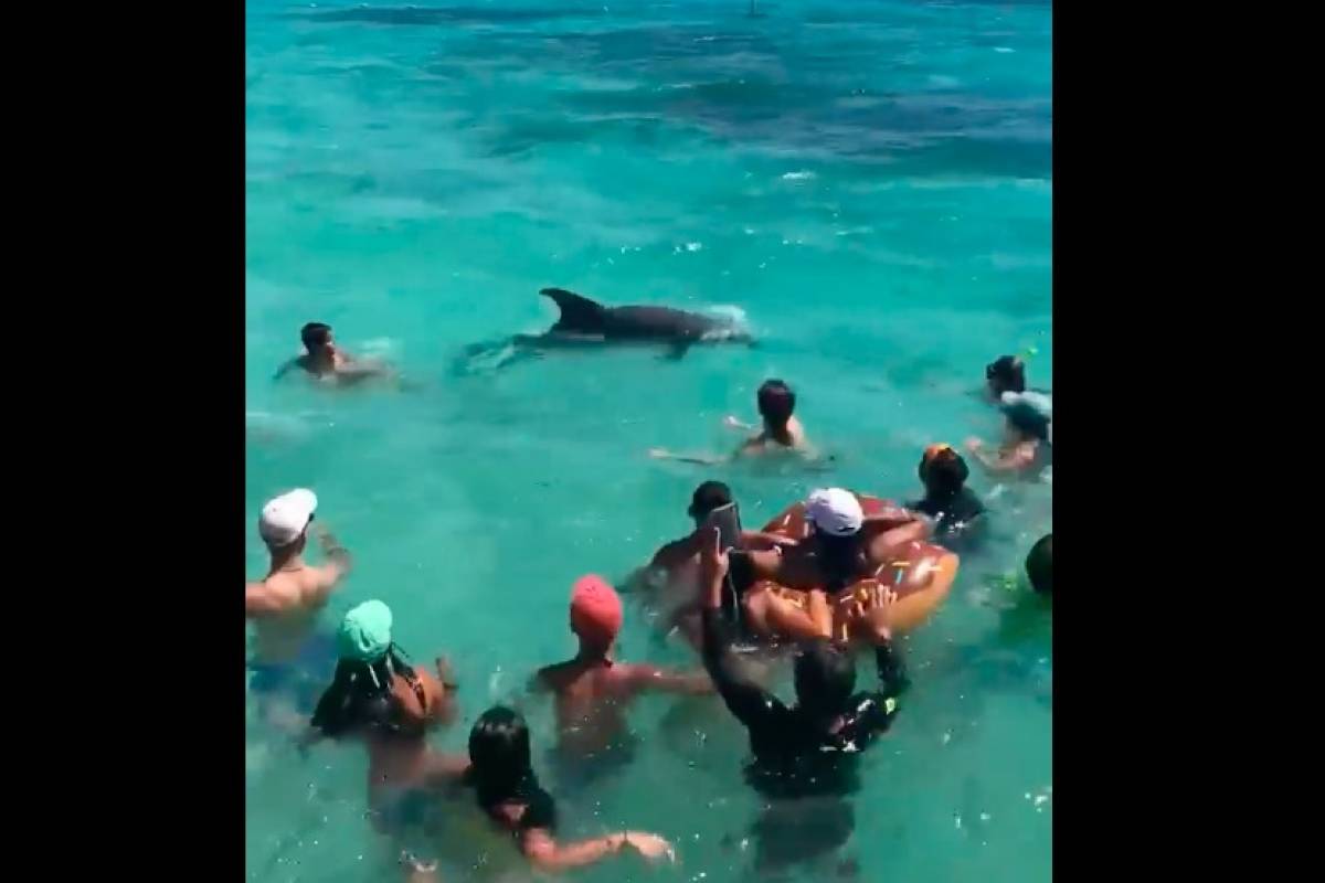 Delfines compartieron con humanos en Icacos (VIDEO)