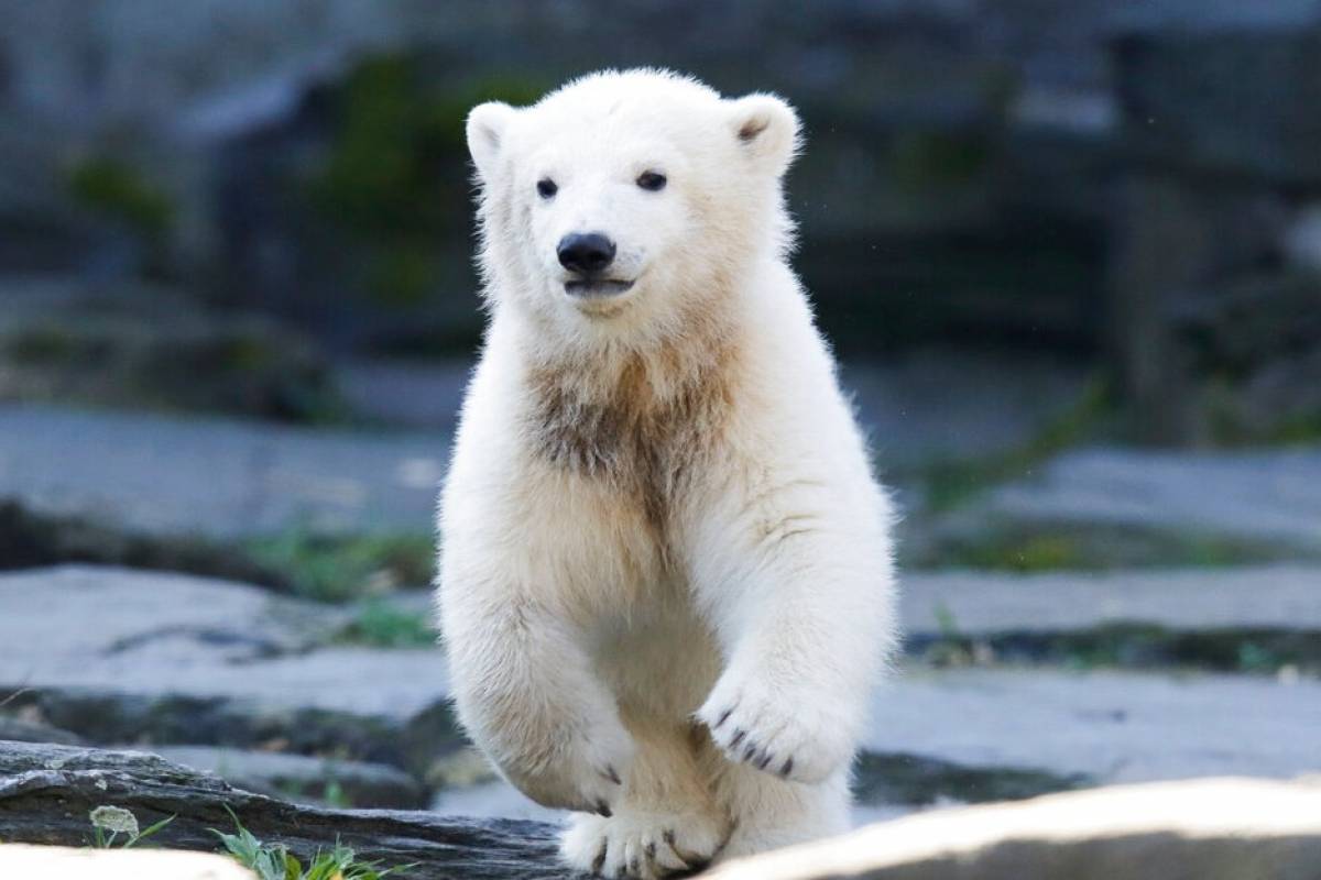Ya tiene nombre la osa polar de zoo en Berlín | Metro