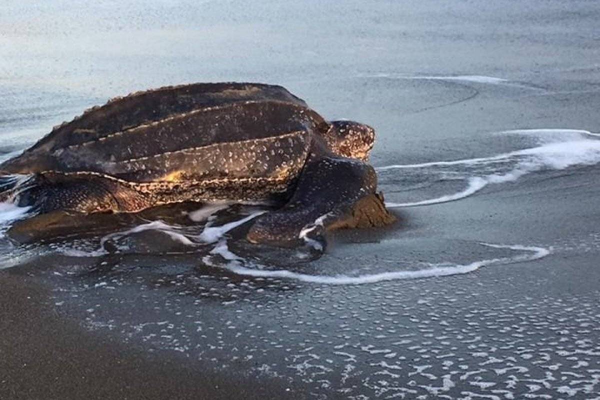 Graban a tinglar terminando de desovar en Barceloneta | Metro