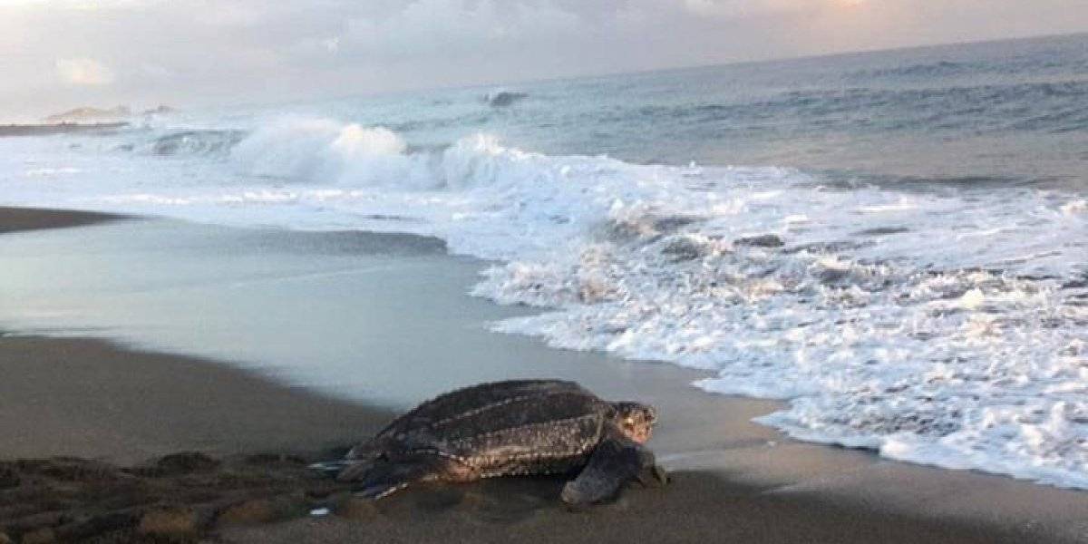 Emotivo video de tinglar anidando en Barceloneta | Activo Puerto Rico