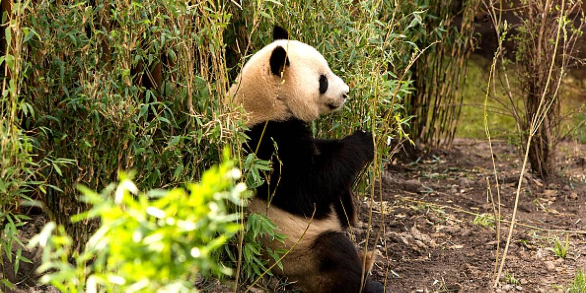 Captan por primera vez en la historia un oso panda albino en China ...