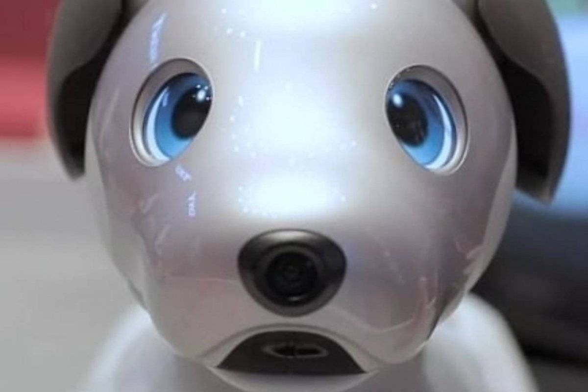 Agencia en Puerto Rico estrena robot mascota con inteligencia ...