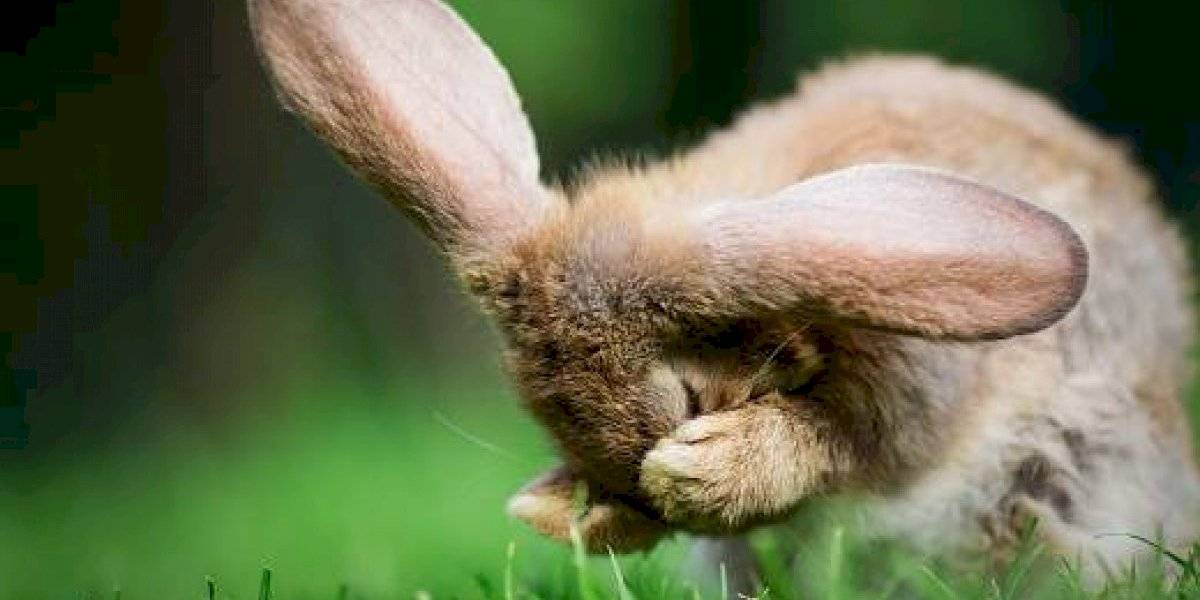 Organizó misión de rescate para salvar 16 conejitos pero por su culpa ...