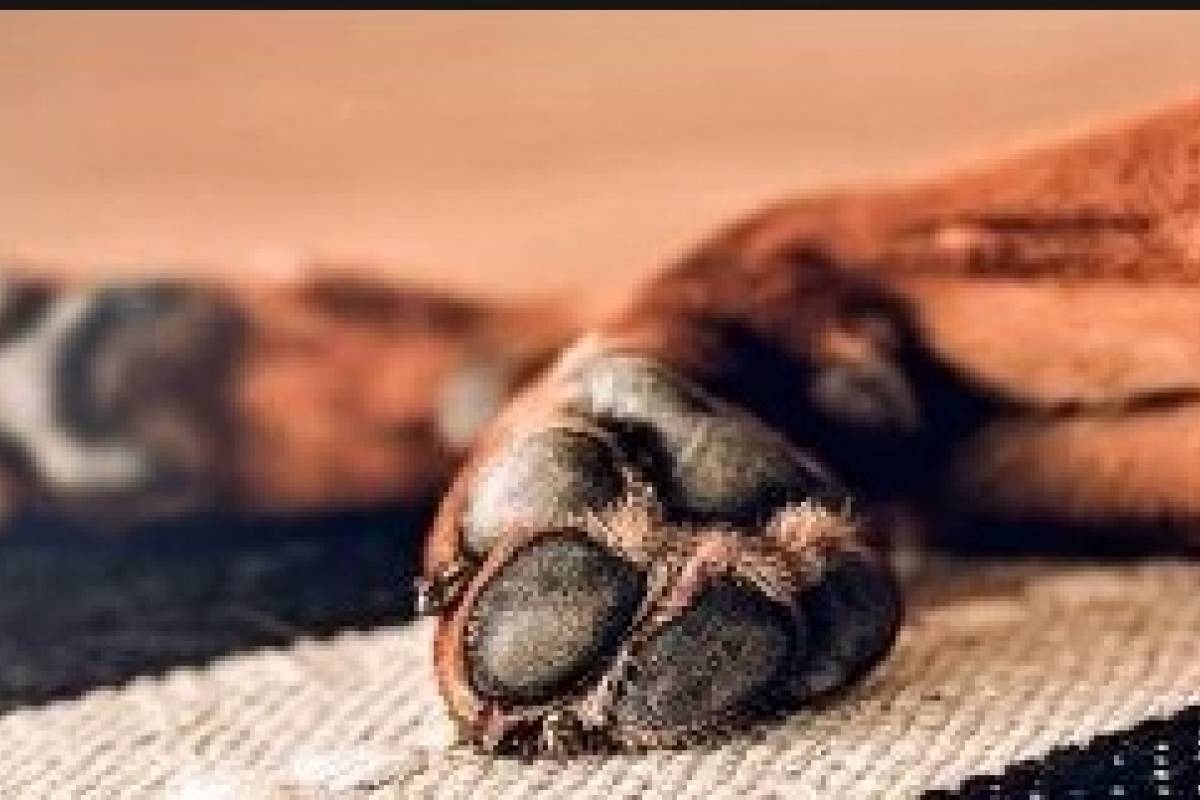 ¡Insólito! Una joven cortó el miembro de un perro mientras copulaba con ...