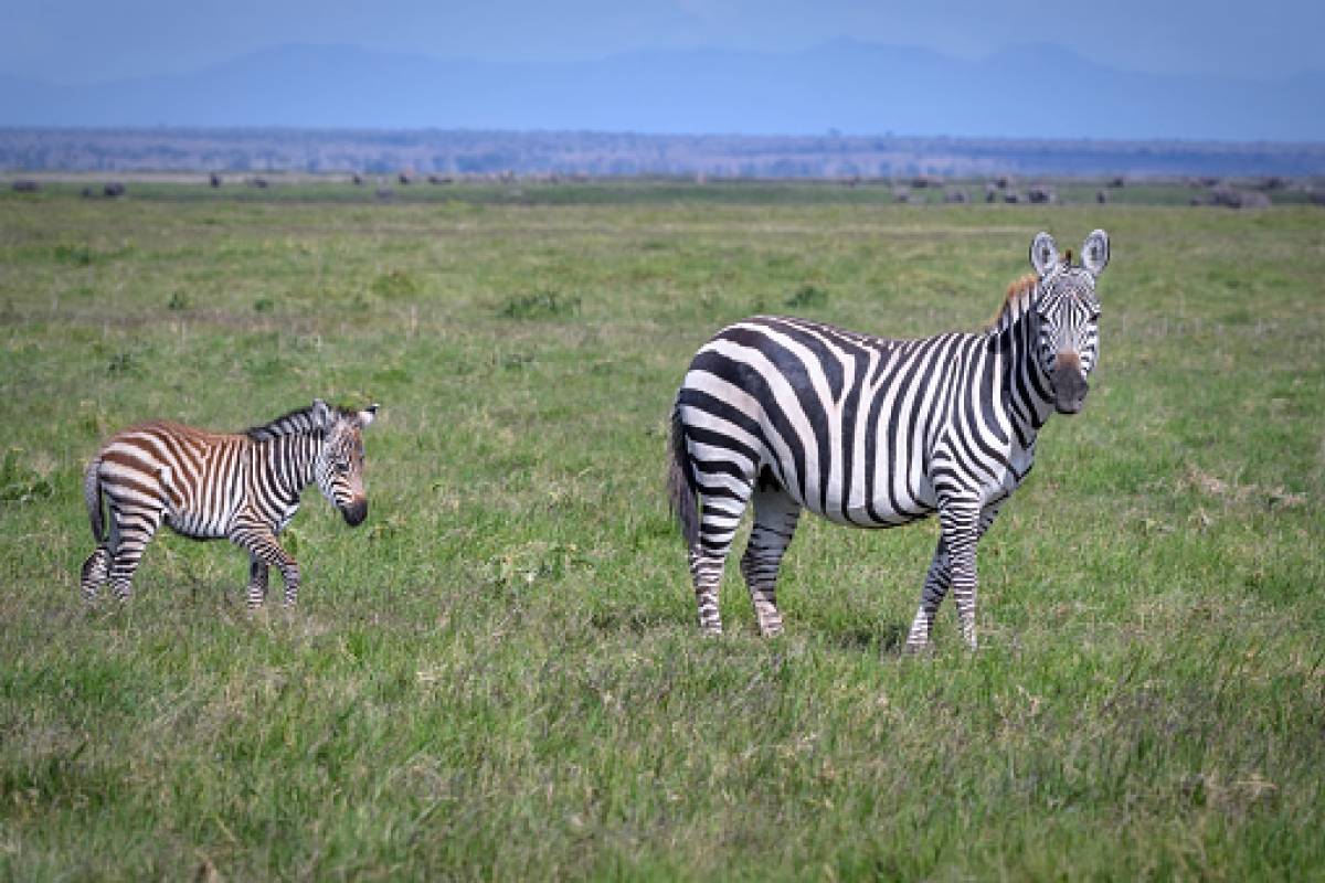 ¡Tiene puntos! La majestuosa imagen de cebra bebé avistada en reserva ...