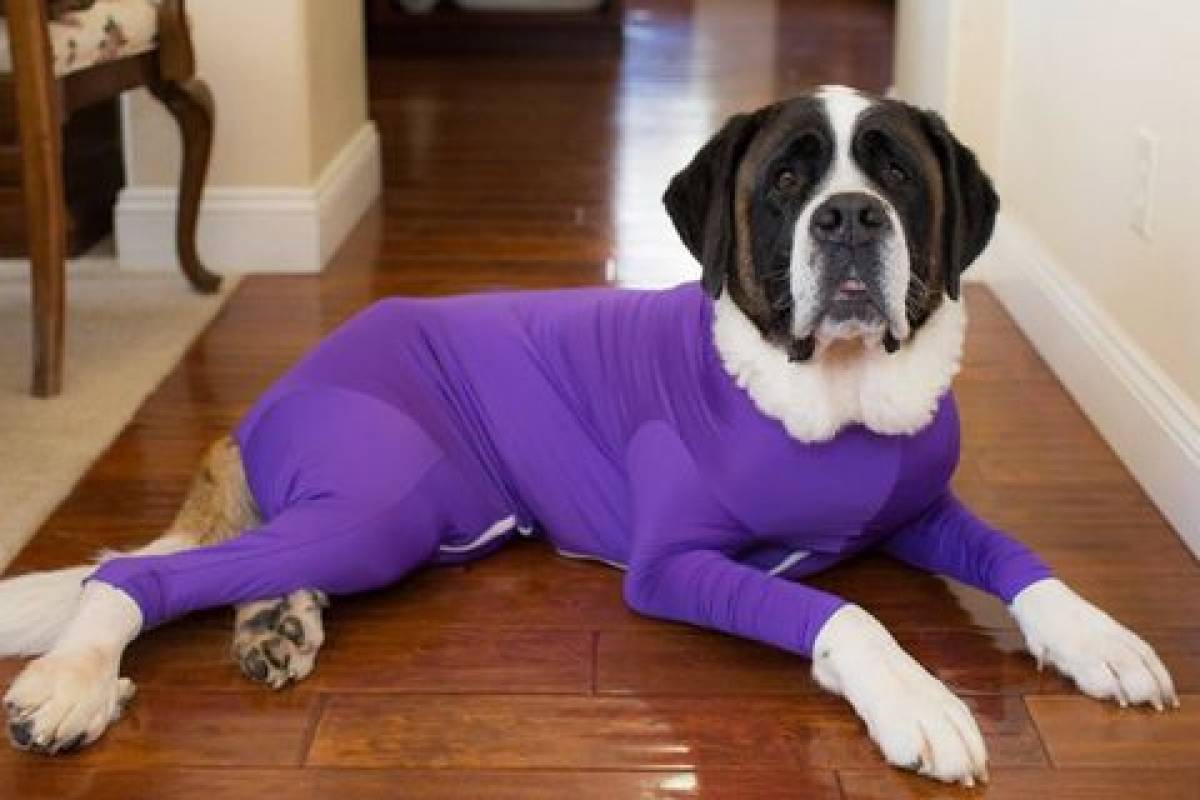 Inventan un traje especial para que las mascotas no boten el pelo