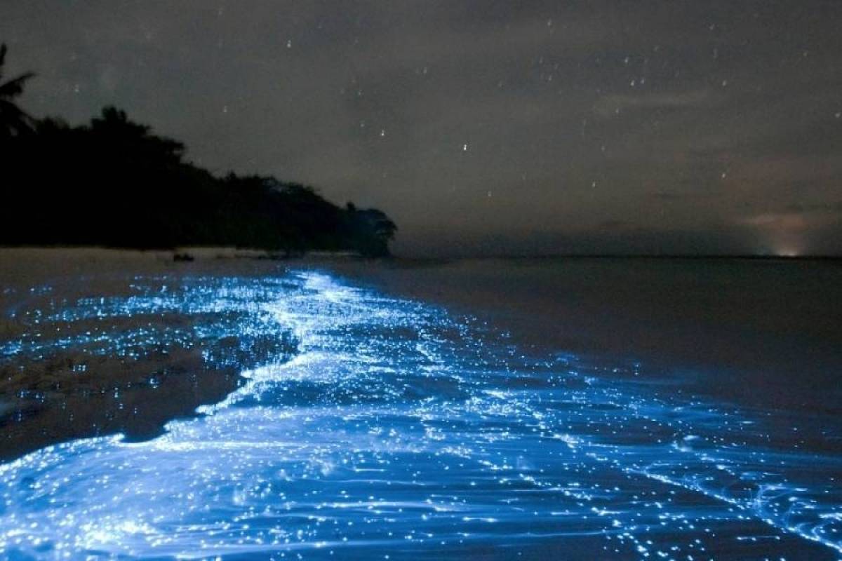Bahía bioluminiscente boricua entre las 7 maravillas del mundo para el ...