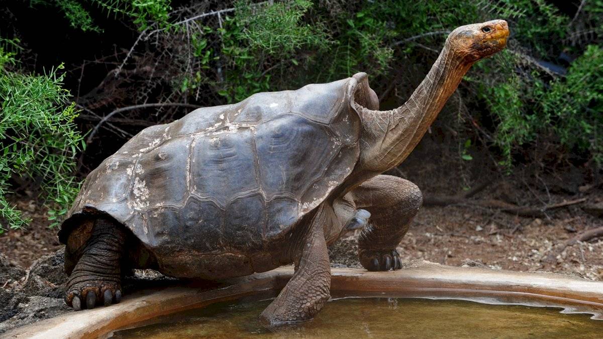 Tortugón padrote procreó más de 1,000 crías y rescató su especie