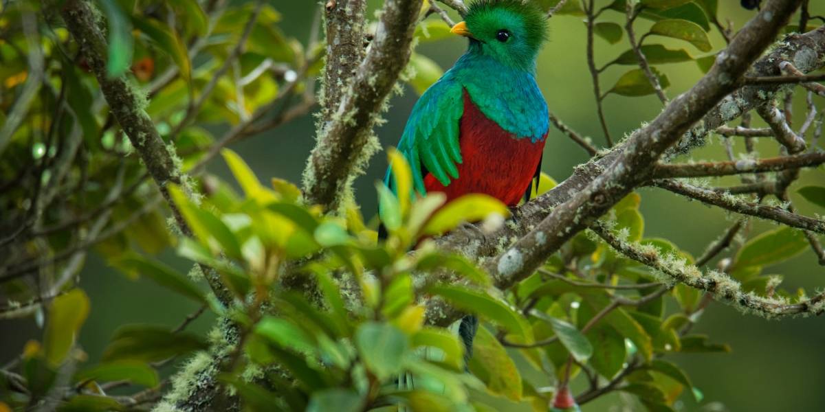 Chiapas realiza primer festival de avistamiento de aves | Publimetro México