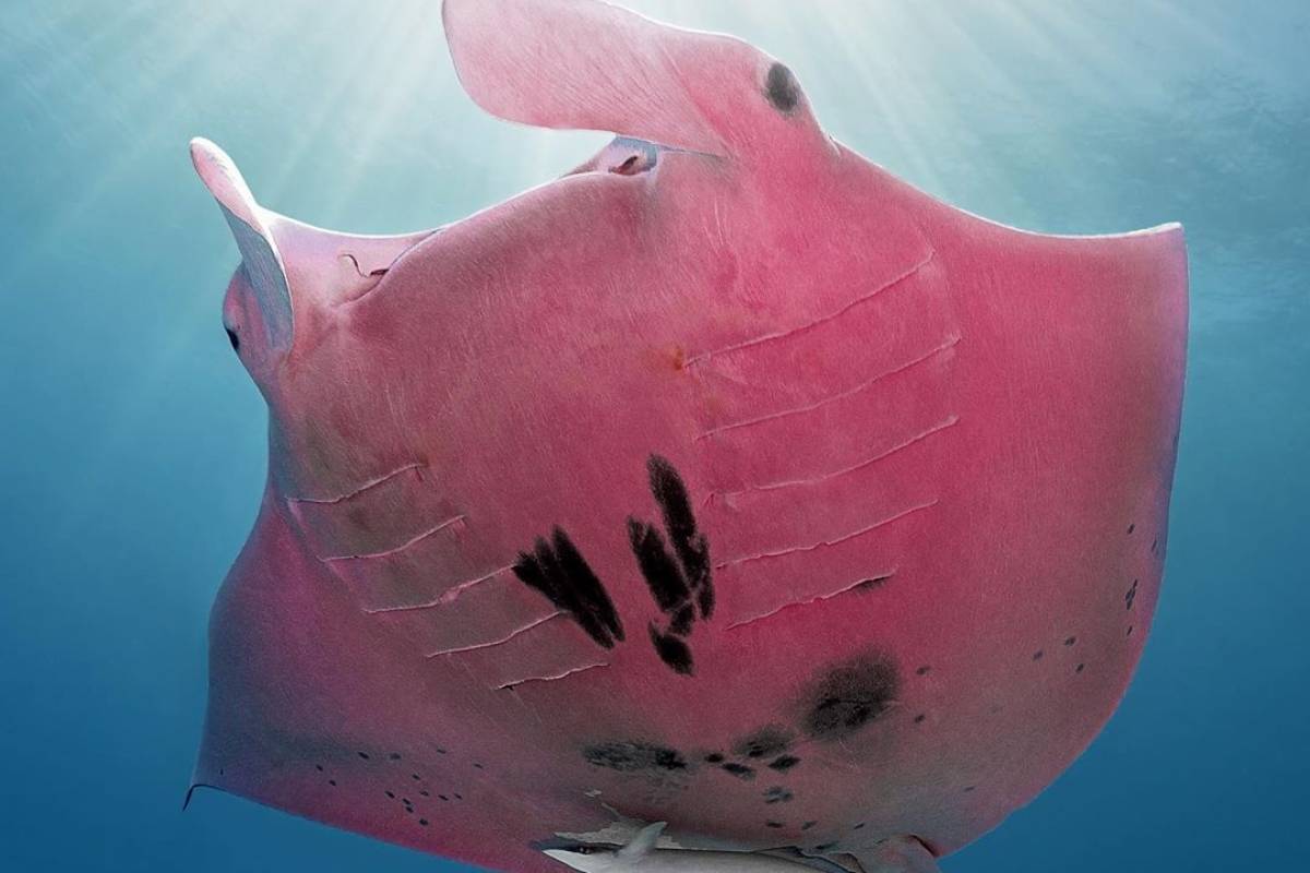 Muestran fotos únicas en el mundo de la Mantarraya rosa | Publimetro México