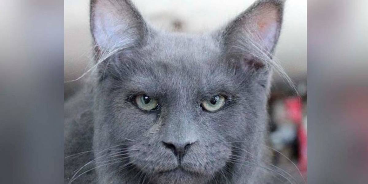 El gato con rostro humano: el fenómeno viral | Publimetro Chile