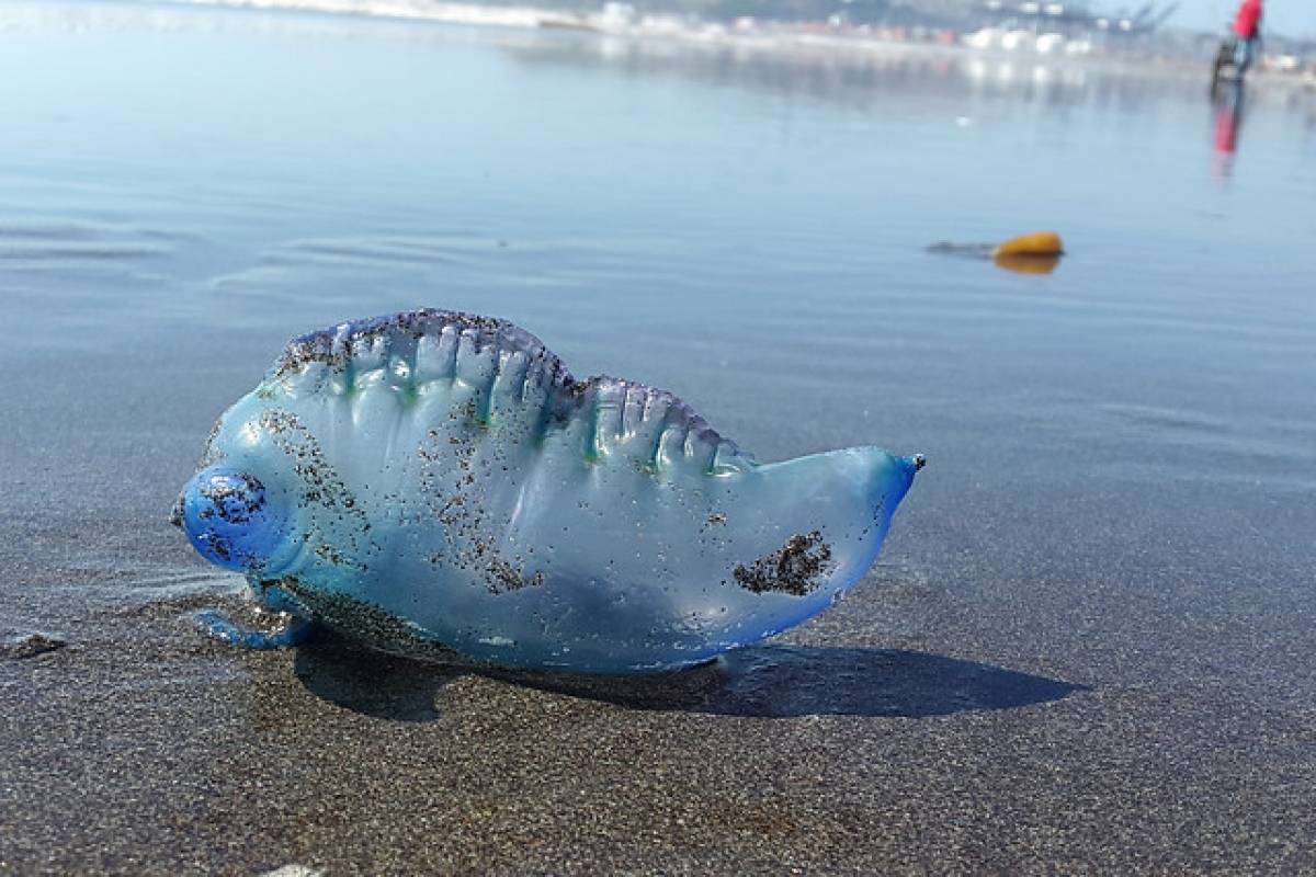 Armada encuentra más de 200 fragatas portuguesas en playas de Ancud ...