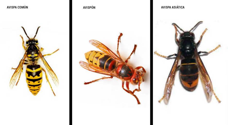 Avispa asesina: estas son las principales características para distinguir al insecto de otros de ...