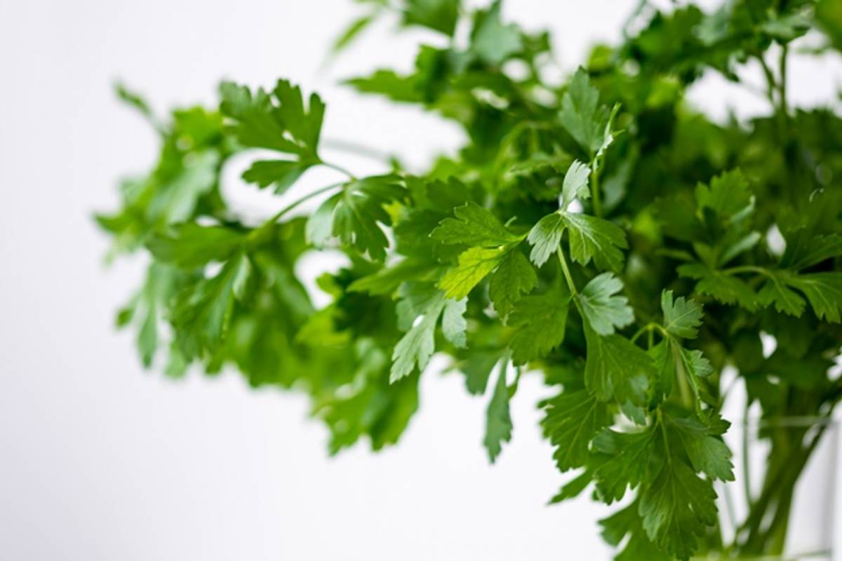 Descubre cuáles son los beneficios del perejil para la salud ...