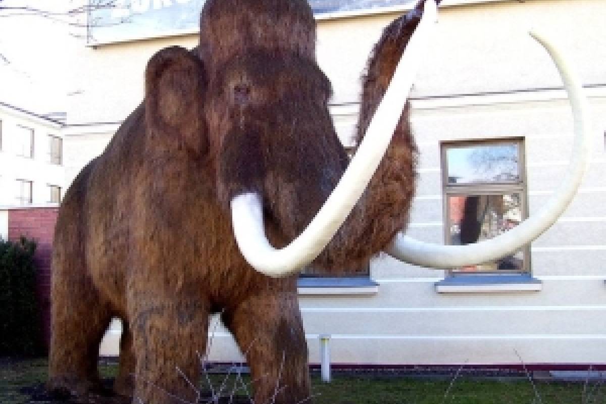 MUNDO: ¡Un gran descubrimiento! Hallan restos de más de 60 mamuts ...