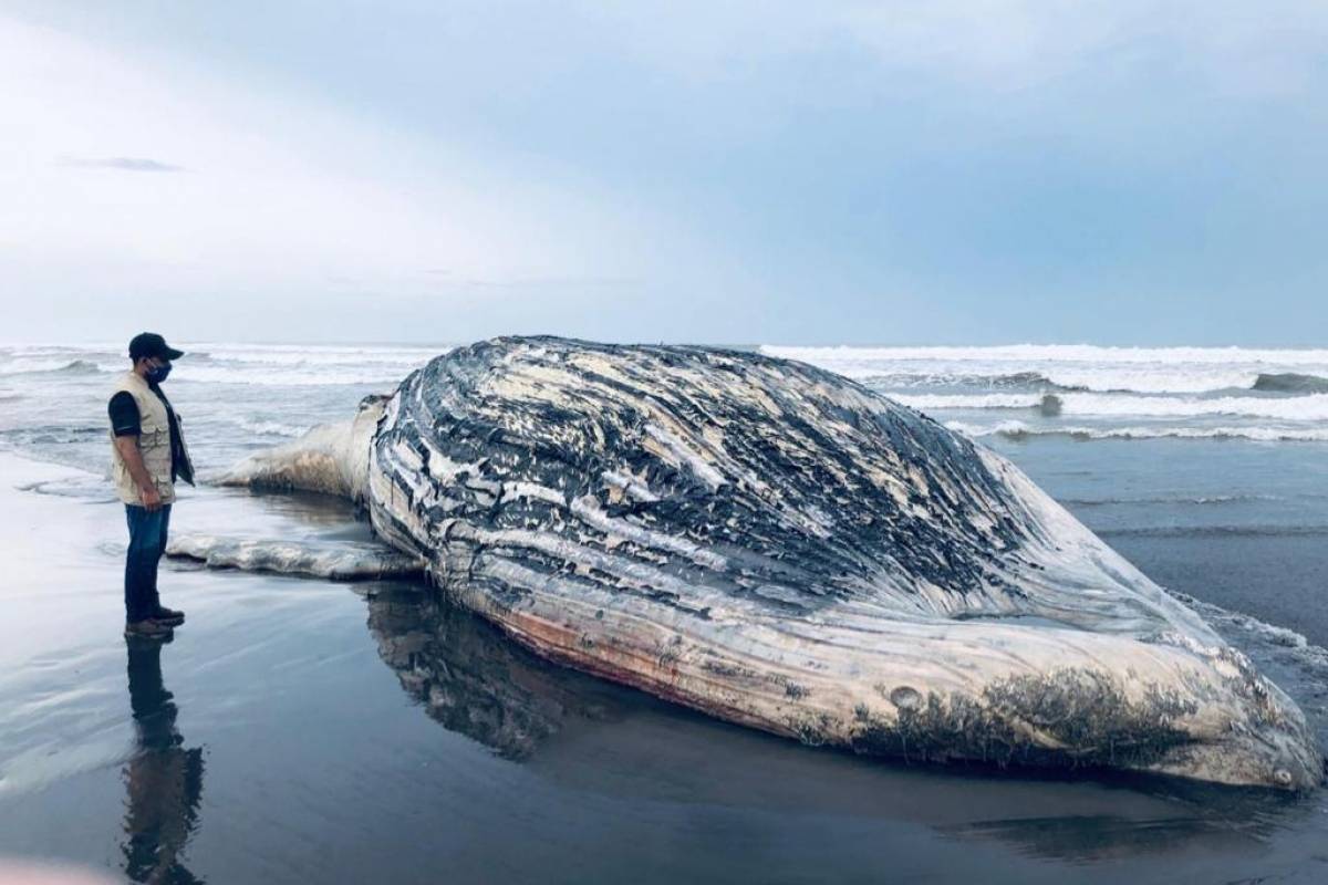Ballena muerta en estado de putrefacción aparece en playa de Tulate ...