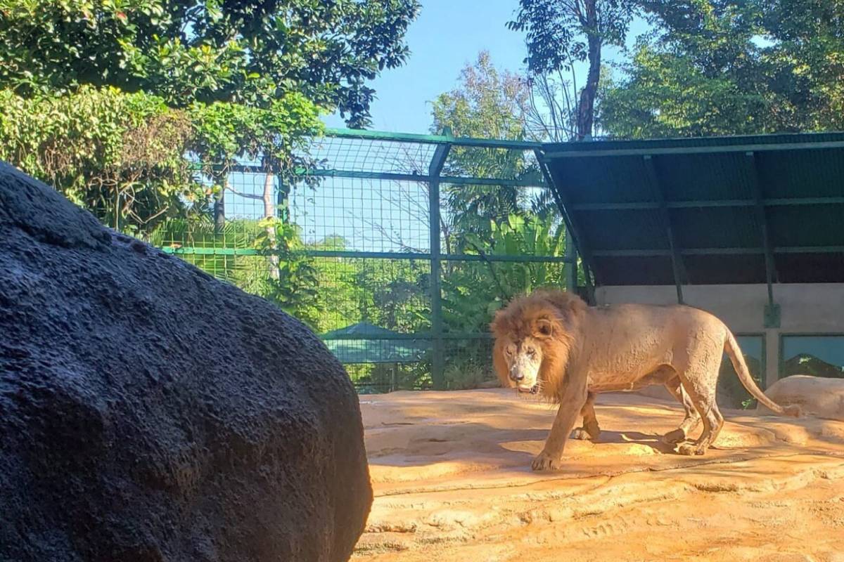 León ataca trabajadora de zoológico en Alemania | Metro