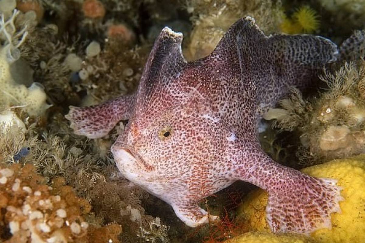 El "Pez-Mano liso" se convirtió en el primer pez marino extinto de la ...