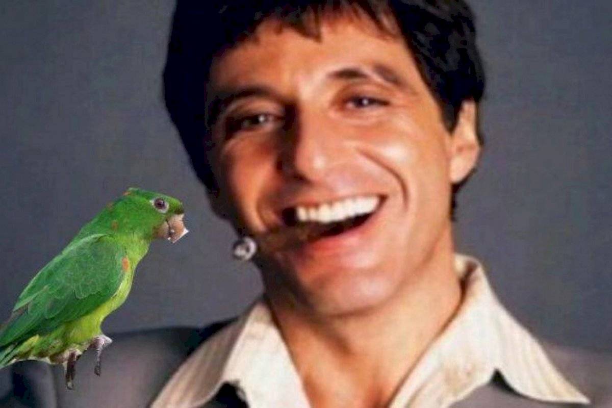 Perico, perico y más perico: bostean mandulete por Playa Colorá