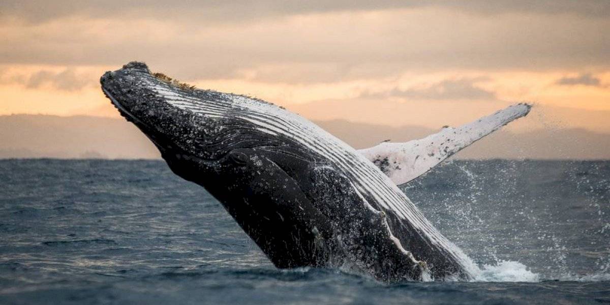 Una ballena jorobada hiere con la cola y aleta a dos nadadoras que la ...
