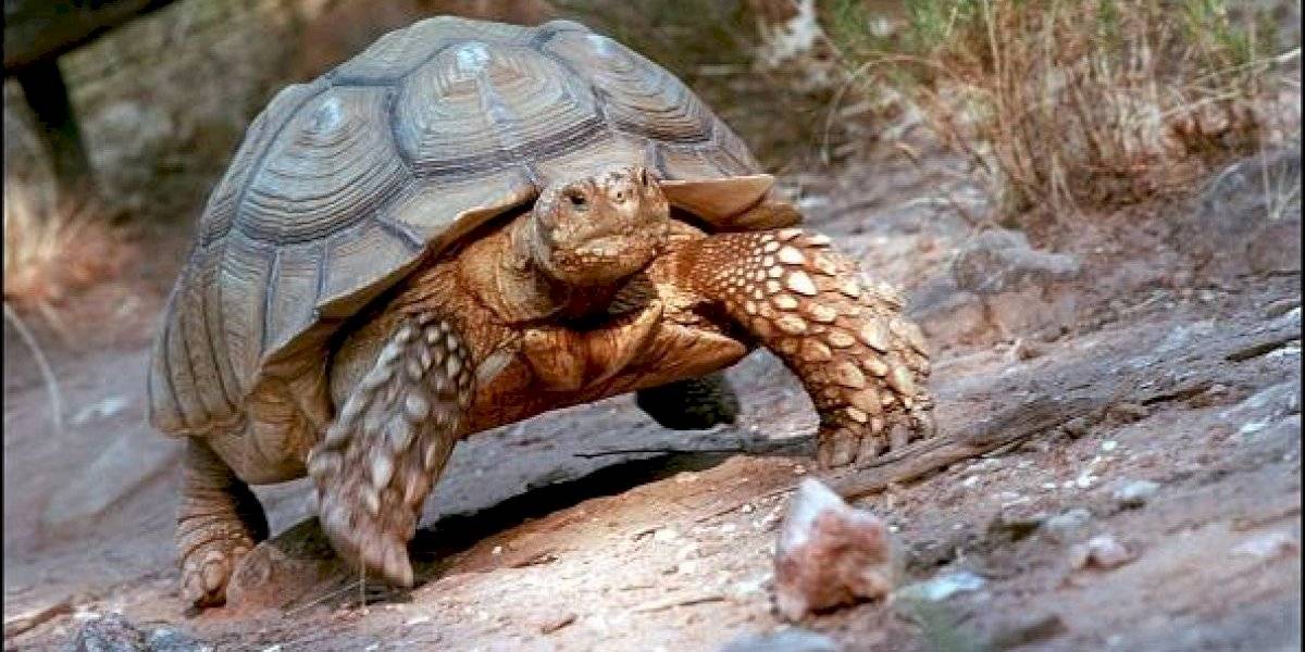 "Con mucha alegría ha regresado": familia encuentra a su tortuga de 68 ...