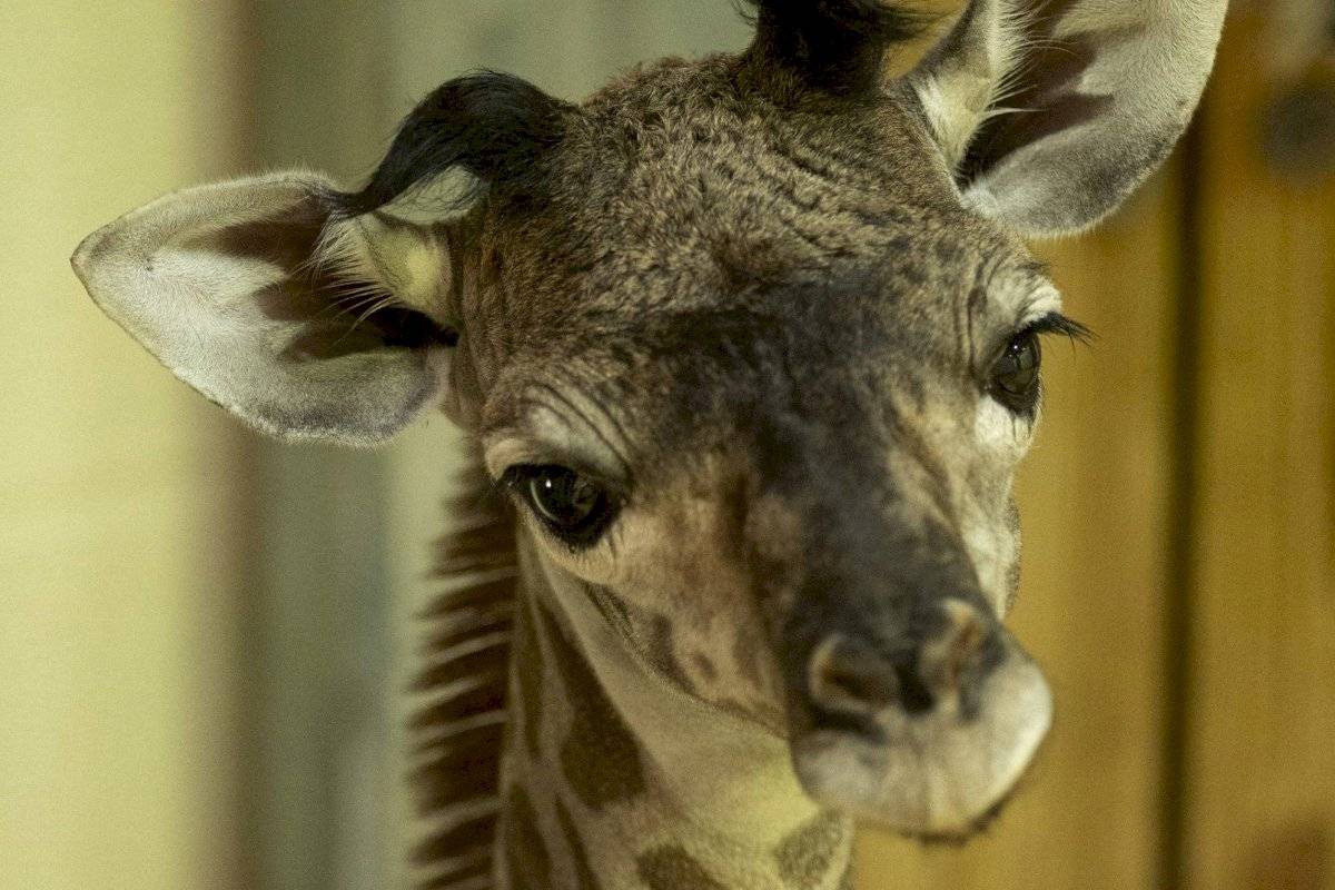 Disney anuncia el nacimiento de una bebé jirafa en Animal Kingdom | Metro