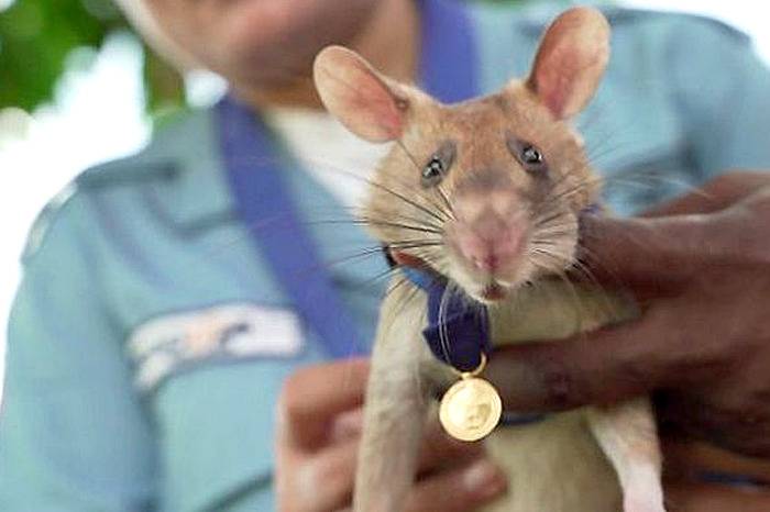 Mundo: ¡Increíble! Ratón es galardonado por su gran "valentía"