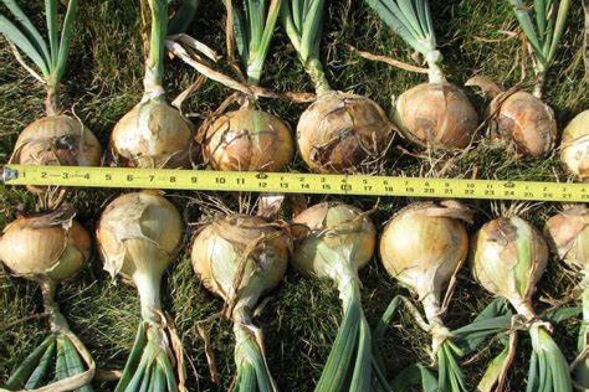 Facebook: Conoce las cebollas que resultaron ser “muy sexys” para la ...