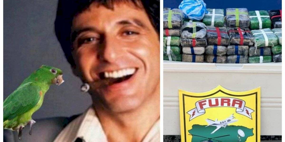 Pavo sin perico: Policía incautó 257 bloques de cocaína