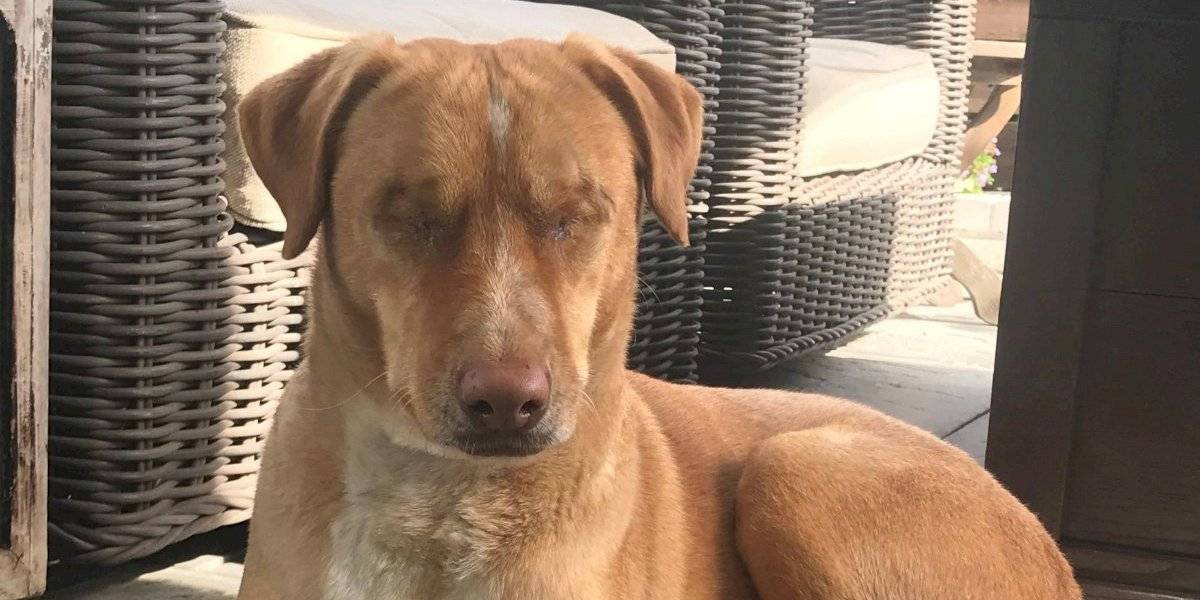 La cruel historia de Louis, el perro que abandonaron tras sacarle los ...