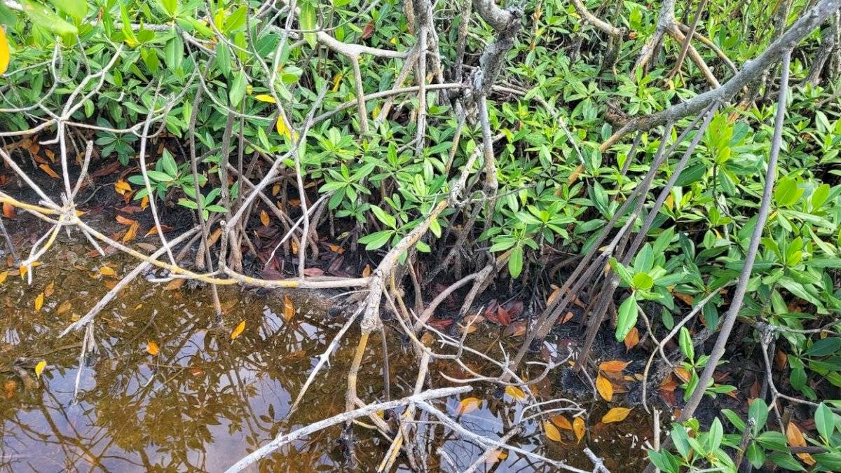 Semana Mundial de los Humedales: las cuatro especies de mangle en P.R.