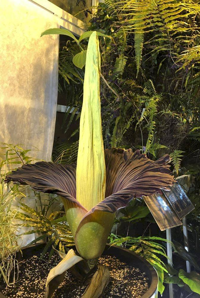 'Flor de cadáver' en peligro de extinción floreció en Polonia