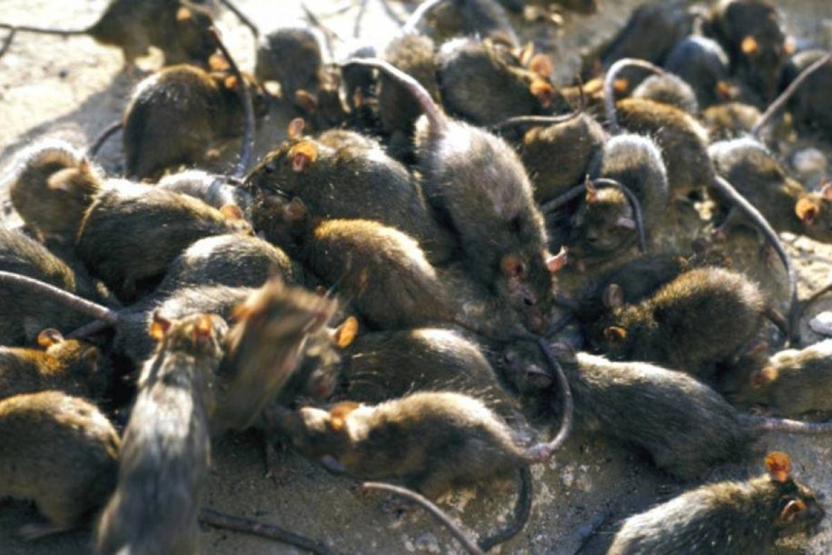 Mujer sorprende a ratón comiéndole un ojo mientras ella dormía | Metro